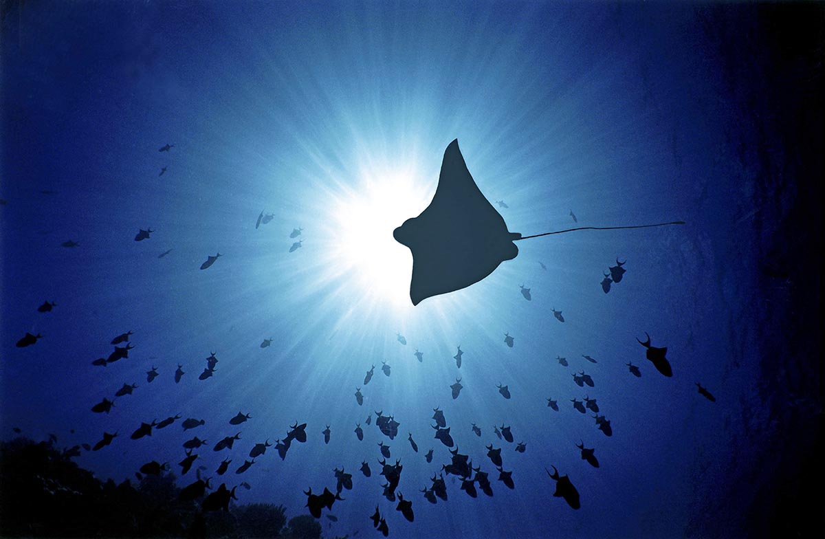 Alles über Rochen – Alles über Riffe