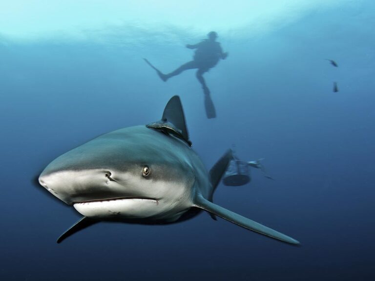 Bullenhai – Alles über Riffe